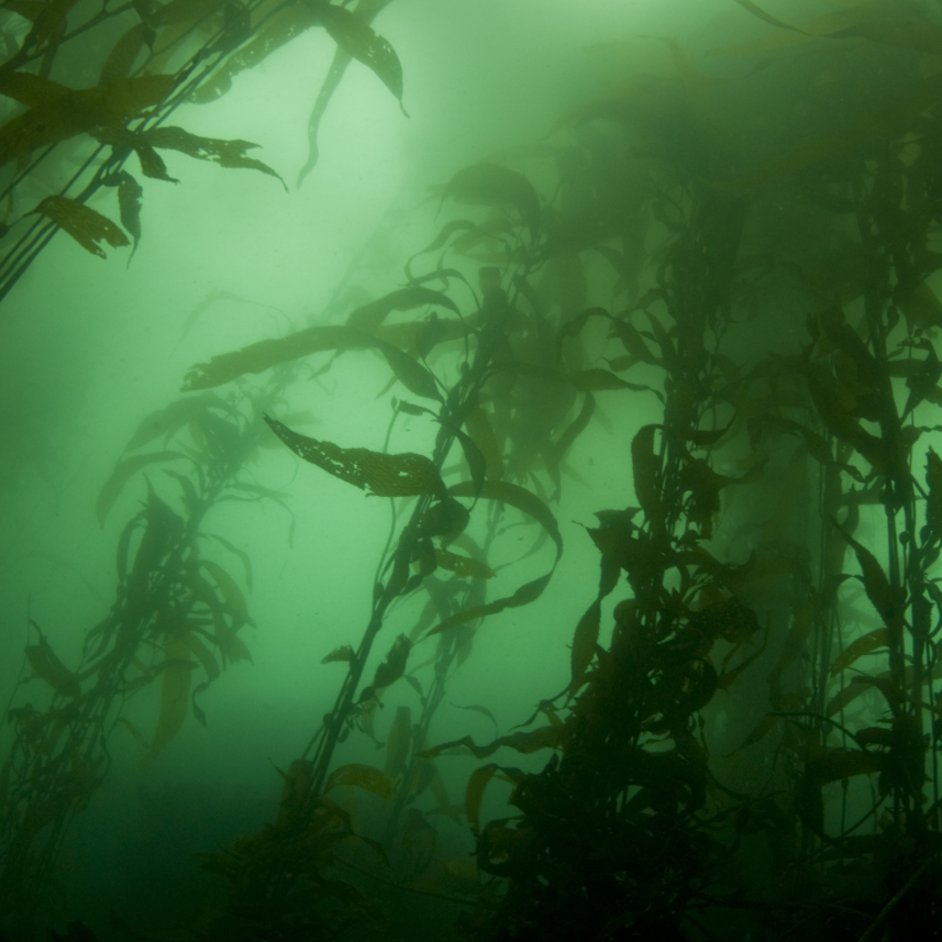 INGREDIENT SPOTLIGHT: ALGAE EXTRACT – aos skincare