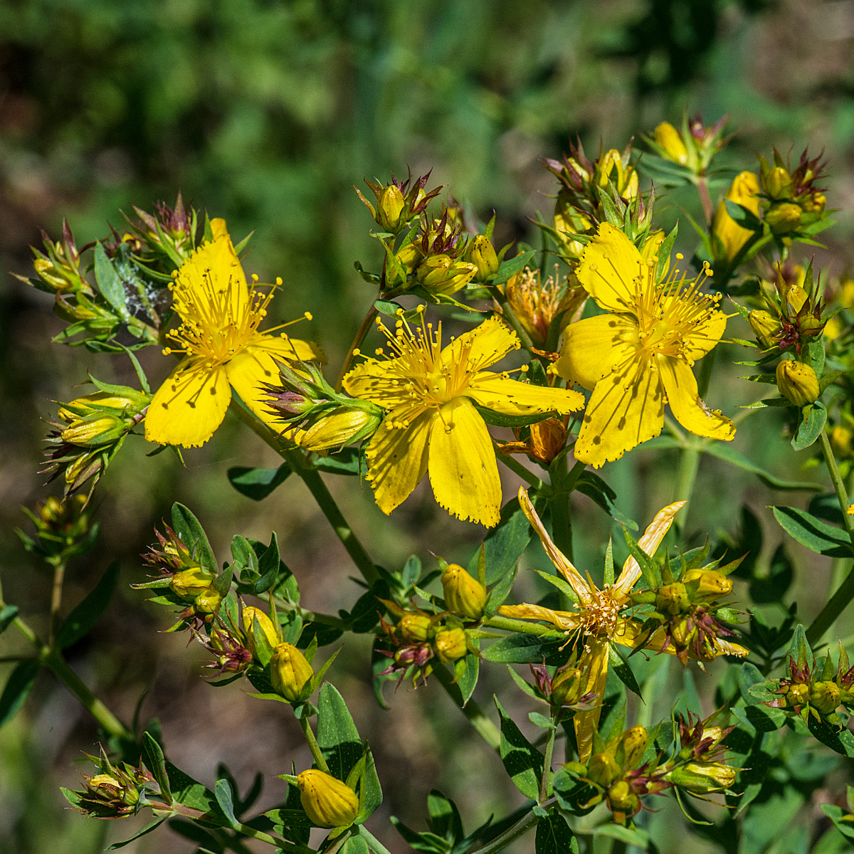 St. John’s Wort: Nature’s Healing Bloom for Skin and Muscles – aos skincare